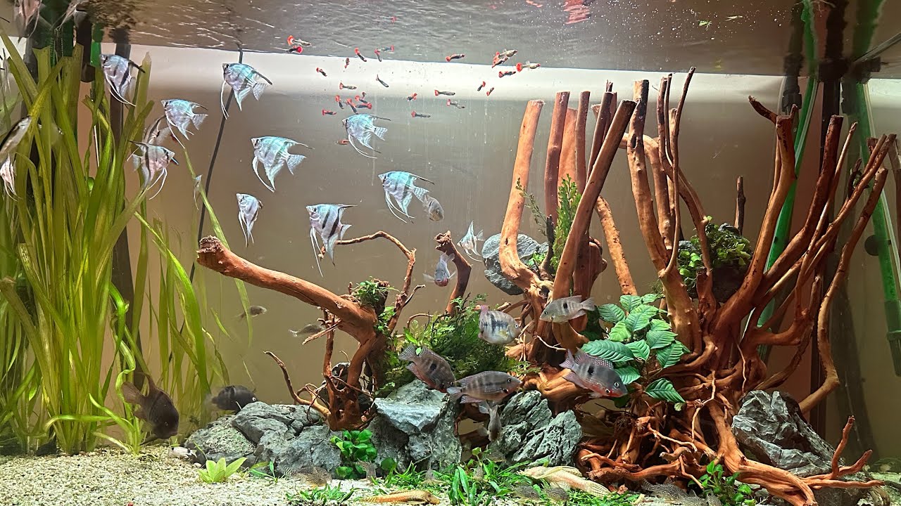 Cory, Cichlasoma and Blue Philippine Angelfish in 185 gallons tank ...