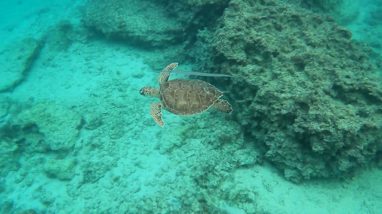 Turtle Bay Protaras, Cyprus 2021 4K - YouTube