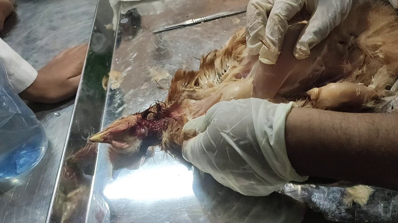 Dissection of Chicken (Trachea, crop) - YouTube