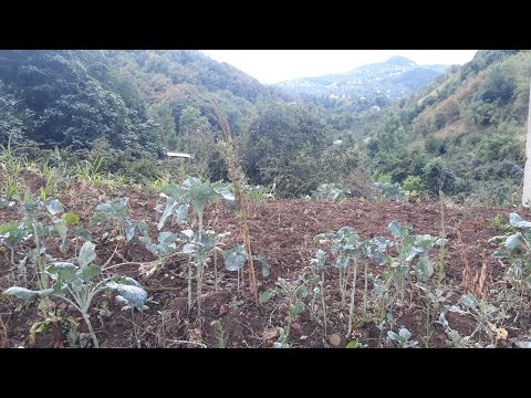 Kara lahana tarlası