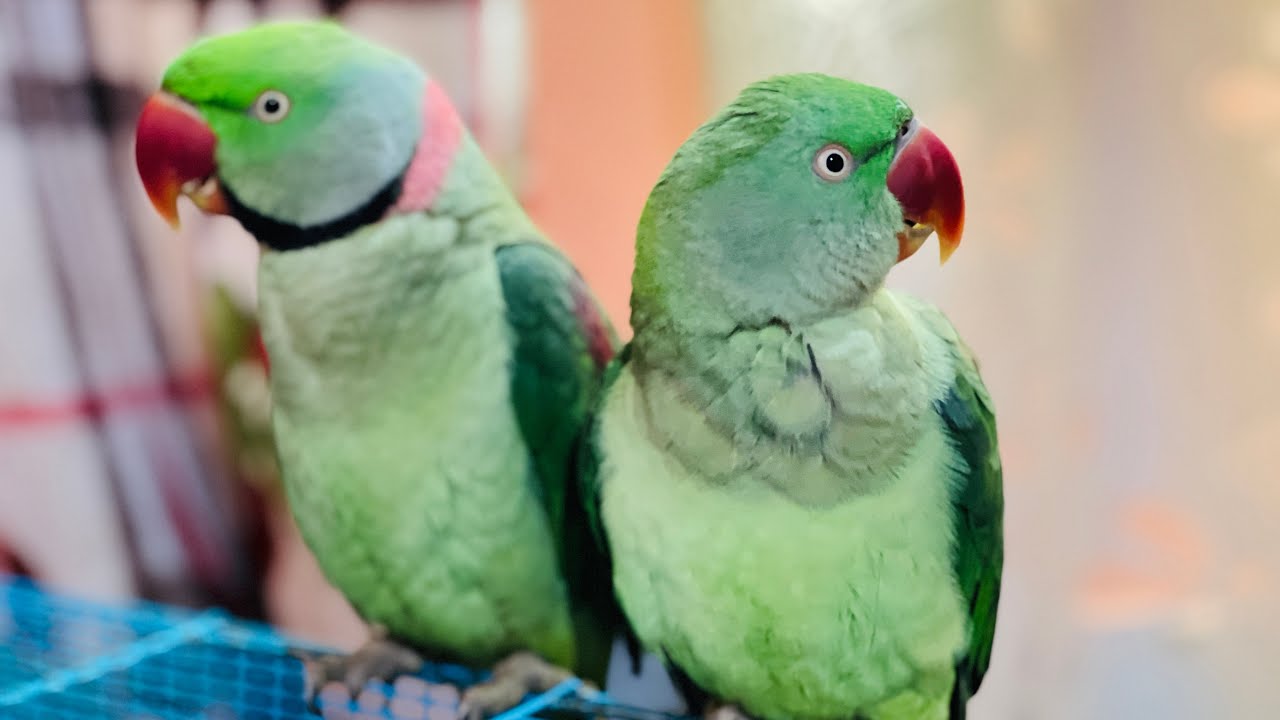 How To Hand Tamed parrot | How to talking parrot | parrot ko k sai ...