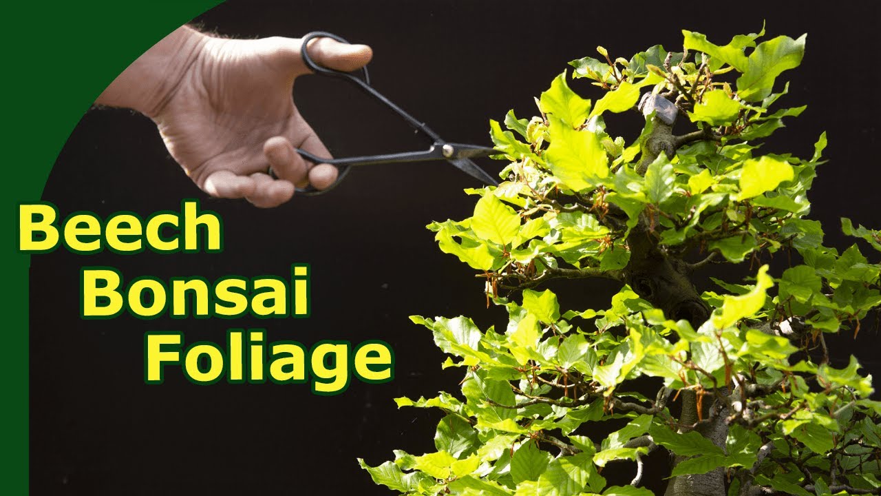 Beech Bonsai Pruning in spring and summer - YouTube