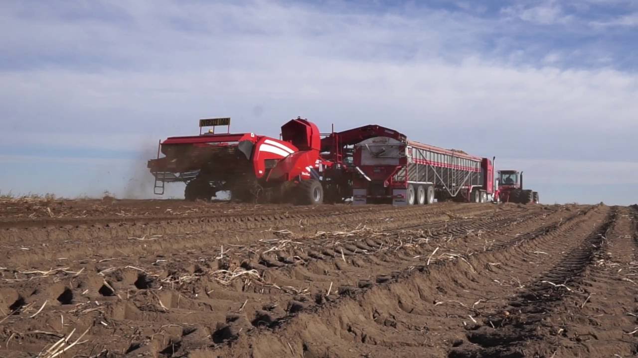 Trinity Trailer - Potato Trailer Harvest - Belt Trailer Being Filled By ...