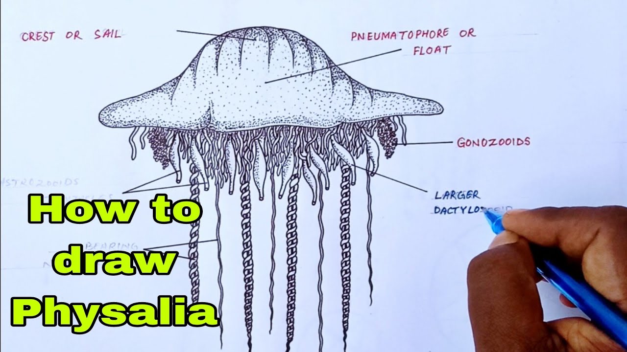 How to draw Physalia#physaliadiagram#biologydrawing#physaliadrawing - YouTube