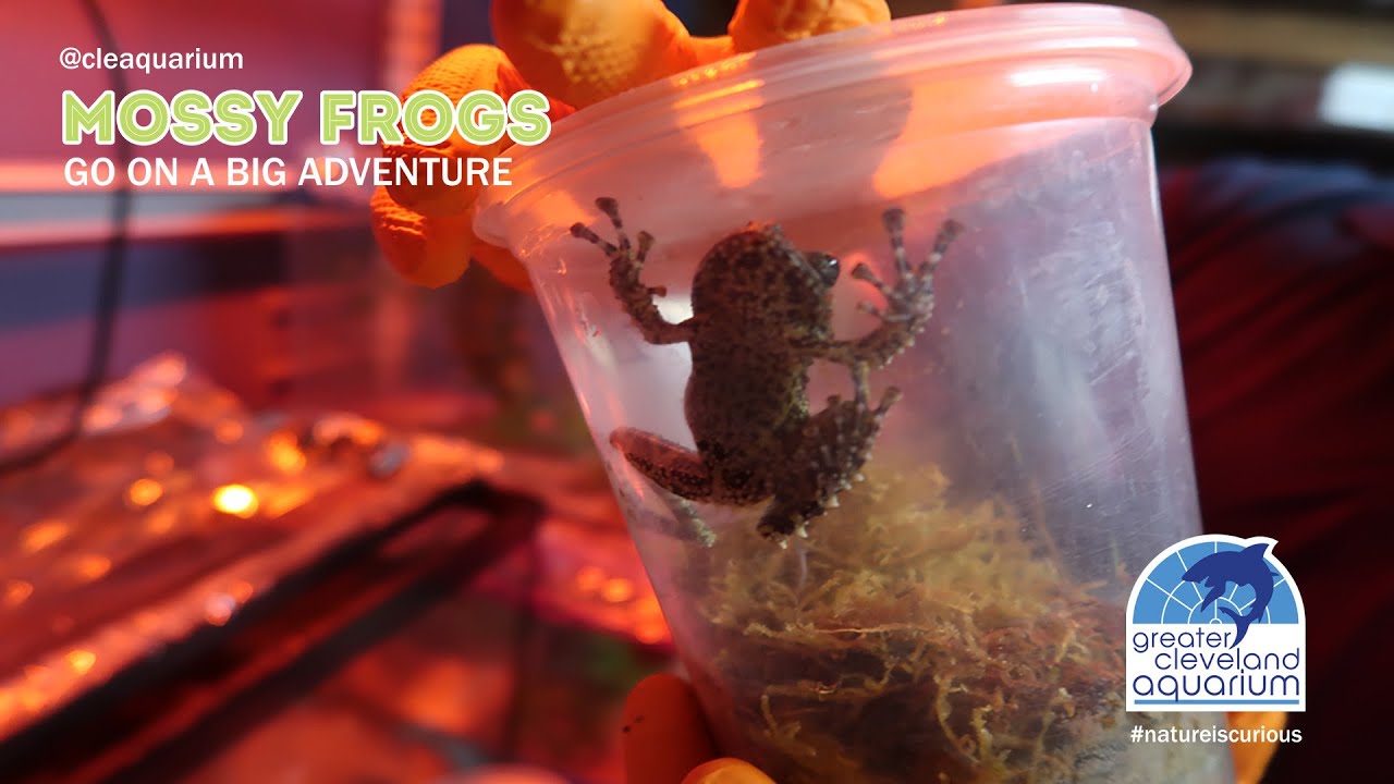 Mossy Frogs Go On a Big Adventure @cleaquarium - YouTube