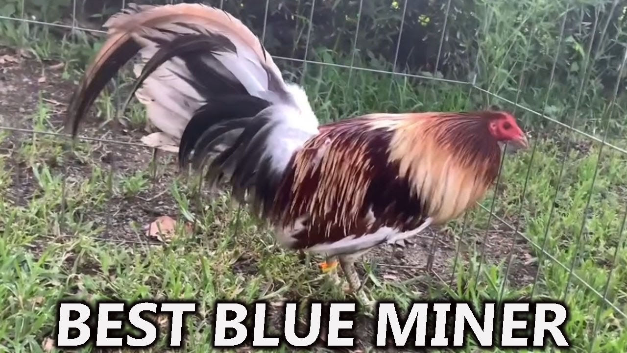 QUALITY Blue Miner Golden Hatch - Granja R. Greer Beautiful Show Birds ...