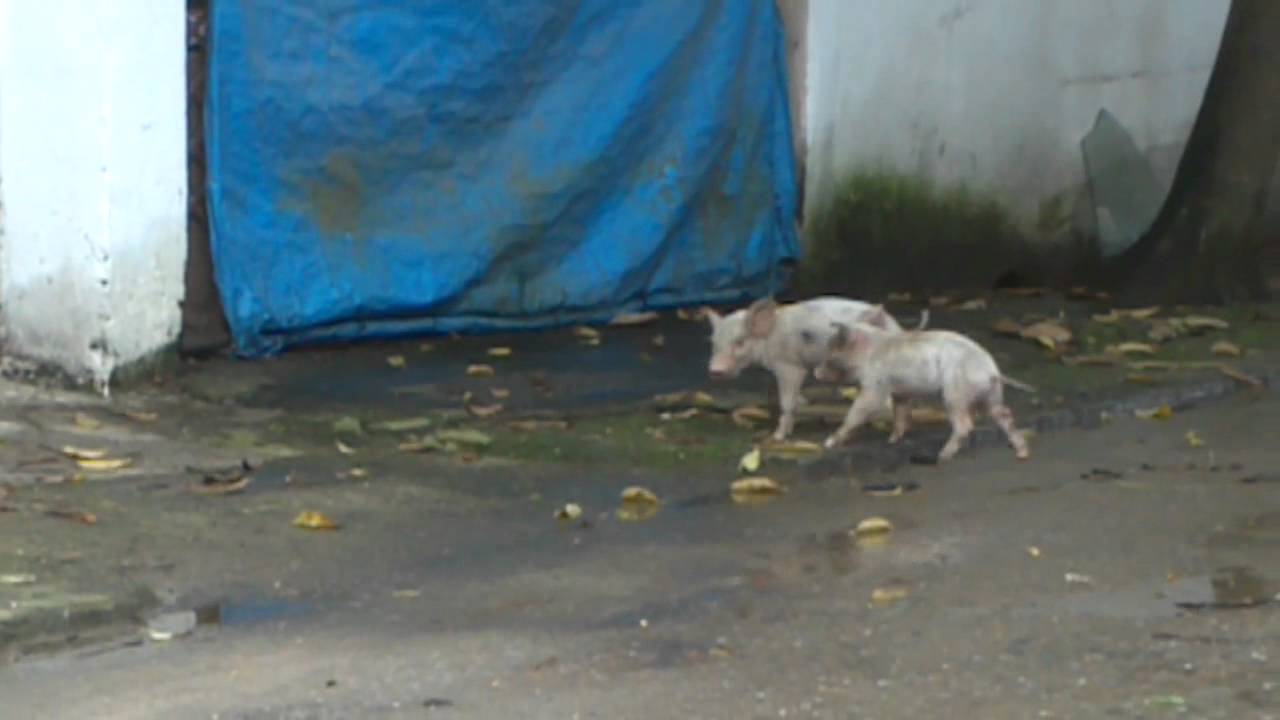 Funny Pig fighting - YouTube