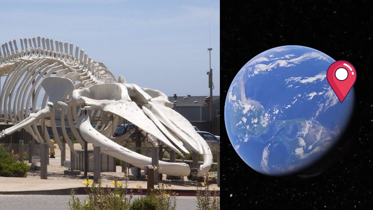 So weird whale skeleton in Google maps & Google earth.amazing nature ...