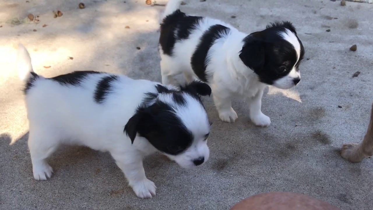 Fiona, Feebi and Finn almost 4 weeks old learning how to walk.. - YouTube