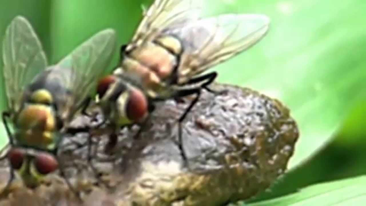 The Filthy House Flies [ Close-up ] - YouTube