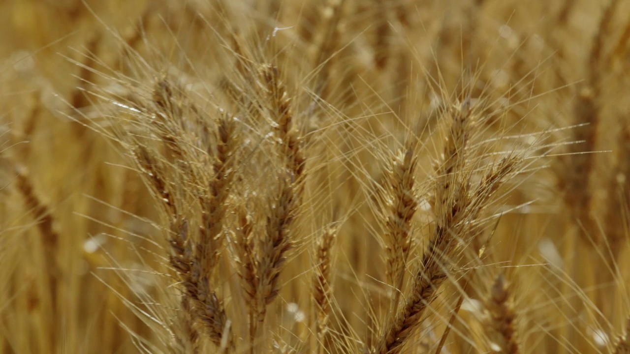 Paddock To Plate Agronomist - Georgia Trainor - YouTube