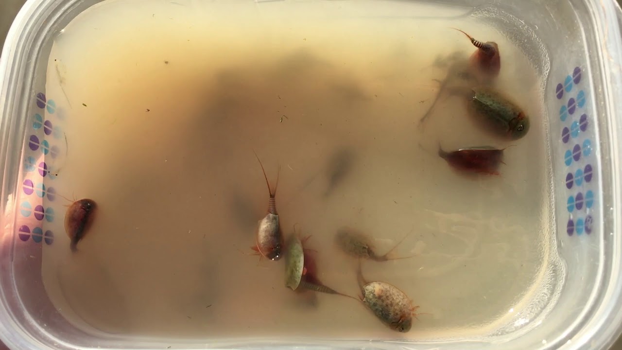 So many vernal pool tadpole shrimp! - YouTube