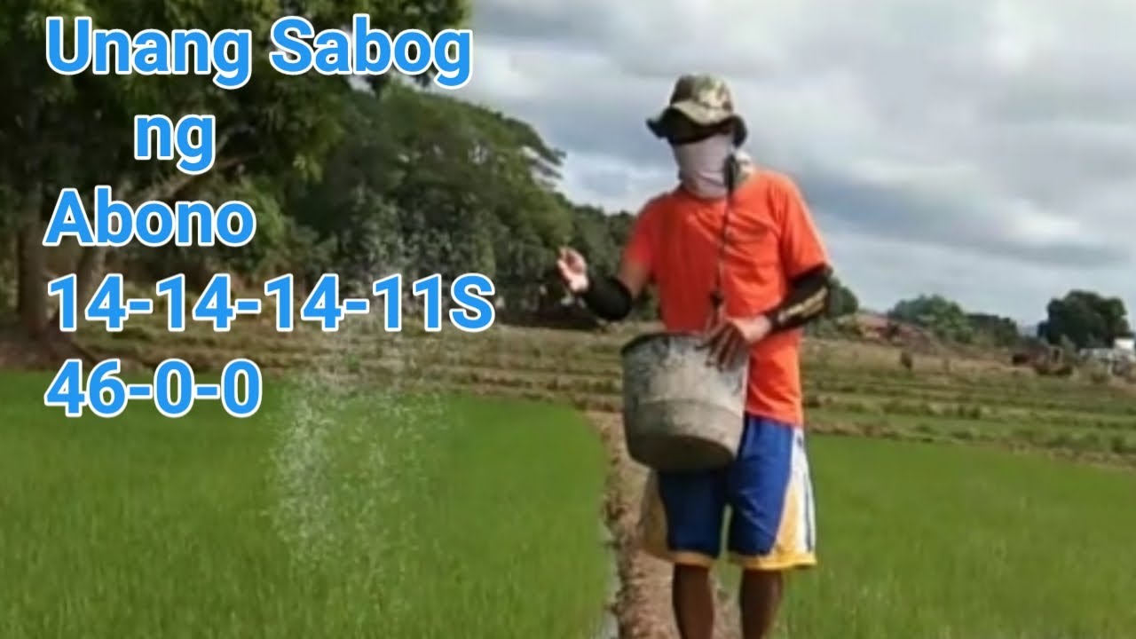 20 DAS Unang pakain ng pataba sa palay/Dry Season - YouTube