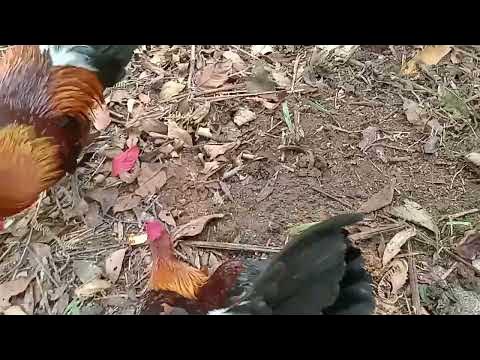 cuab qaib qus tuaj zoo kawg nkaug - YouTube