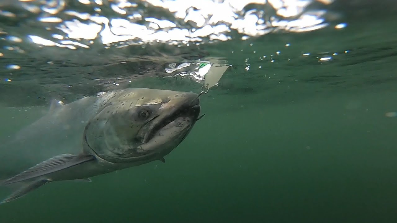Chaotic Chum Fishing North of Campbell River - YouTube