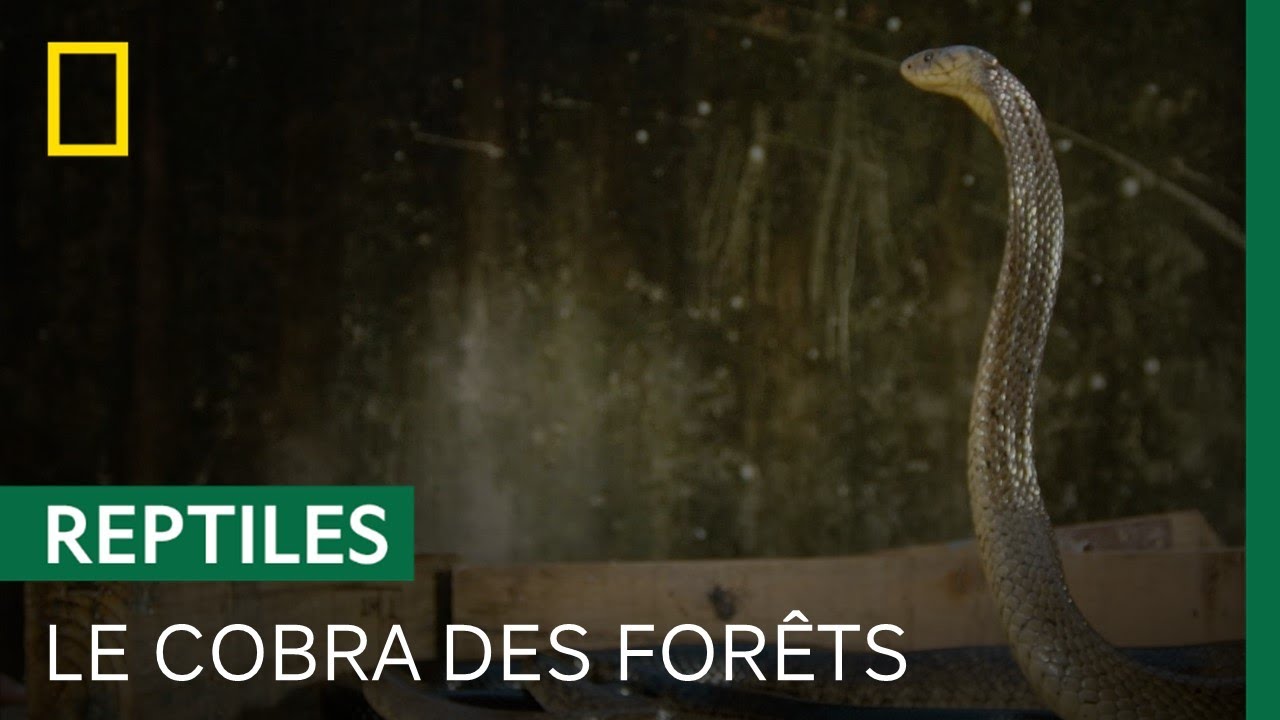 Capture d'un cobra des forêts dont le venin peut tuer un humain en 30 ...