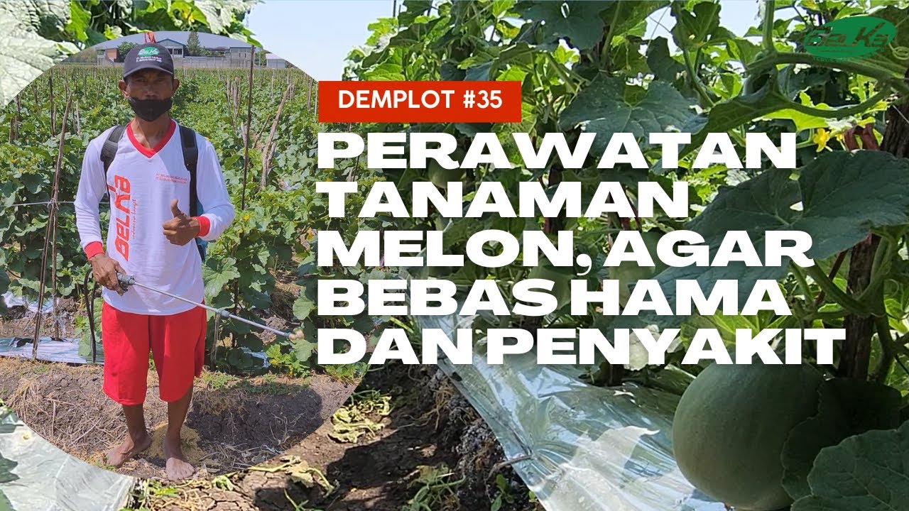 PENCEGAHAN JAMUR DAN HAMA PADA TANAMAN MELON ‼️ Demplot#35 - YouTube
