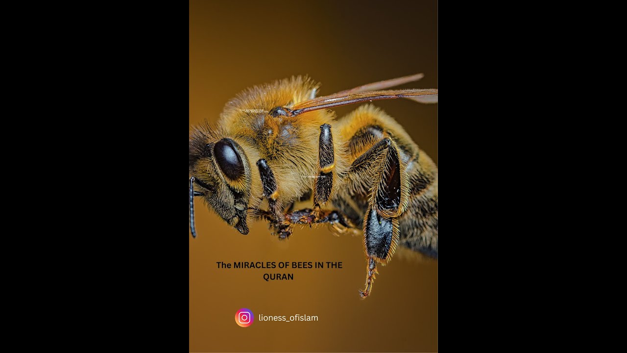 Shocking! The Miracles of Bees in the Quran |Quran miracles| Science ...