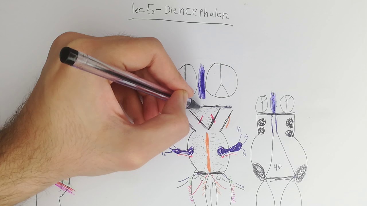 Lec5 Part1 Anatomy Of The Diencephalon Youtube