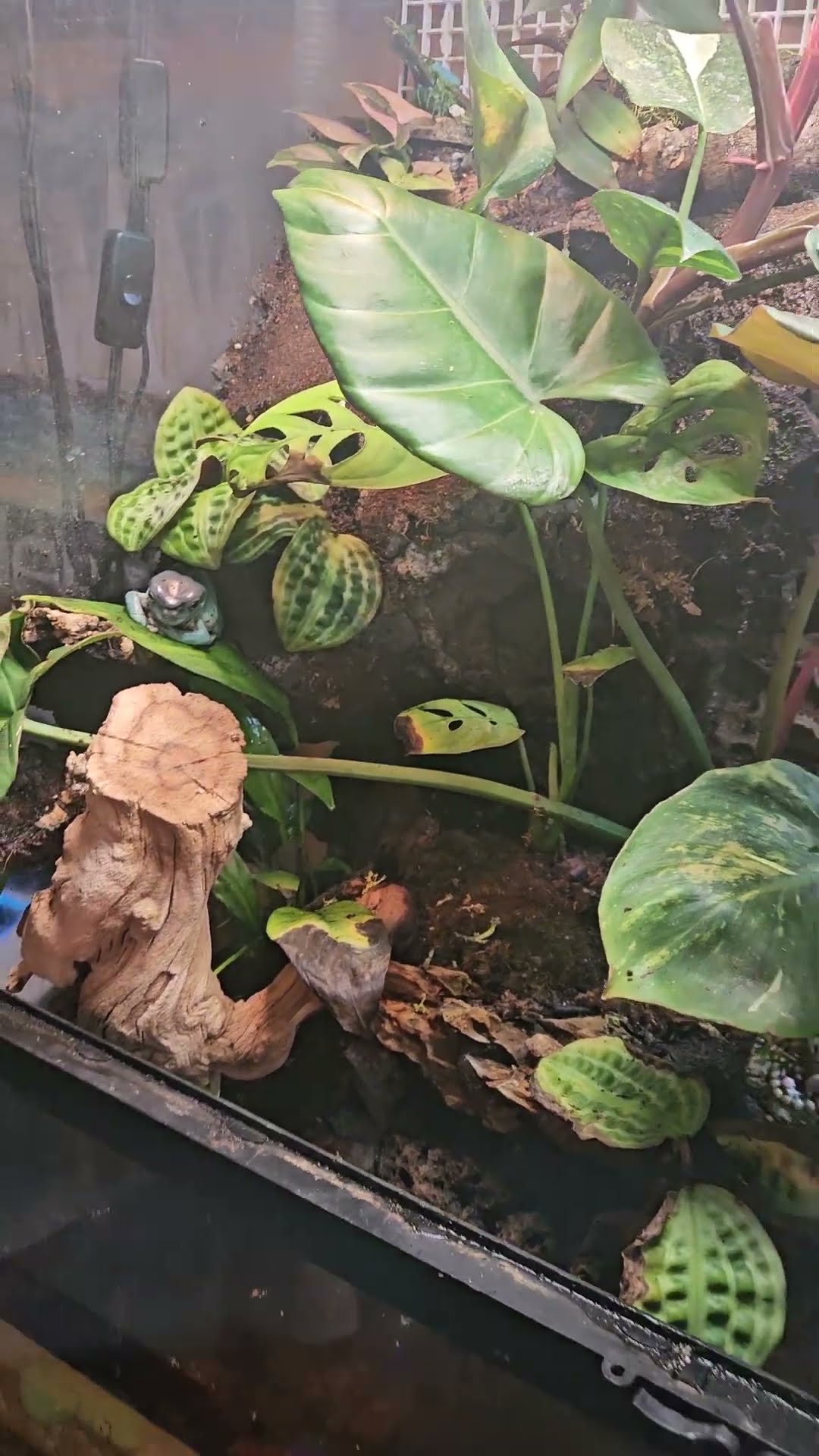 frog just chilling - YouTube