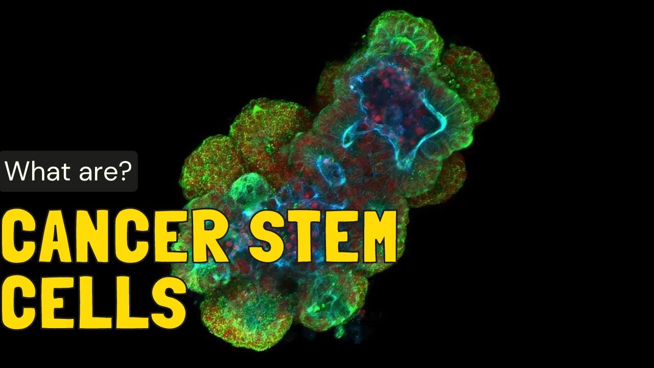 What are cancer stem cells? - YouTube