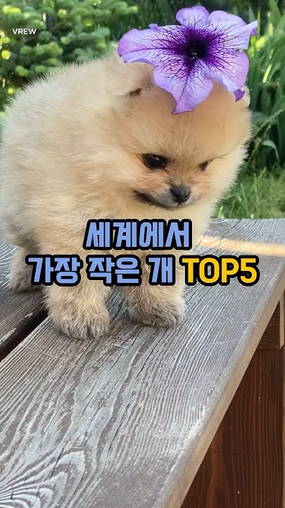 세계에서 가장 작은 개 Top5 Youtube
