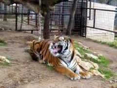 Tiger Smells Something! - YouTube