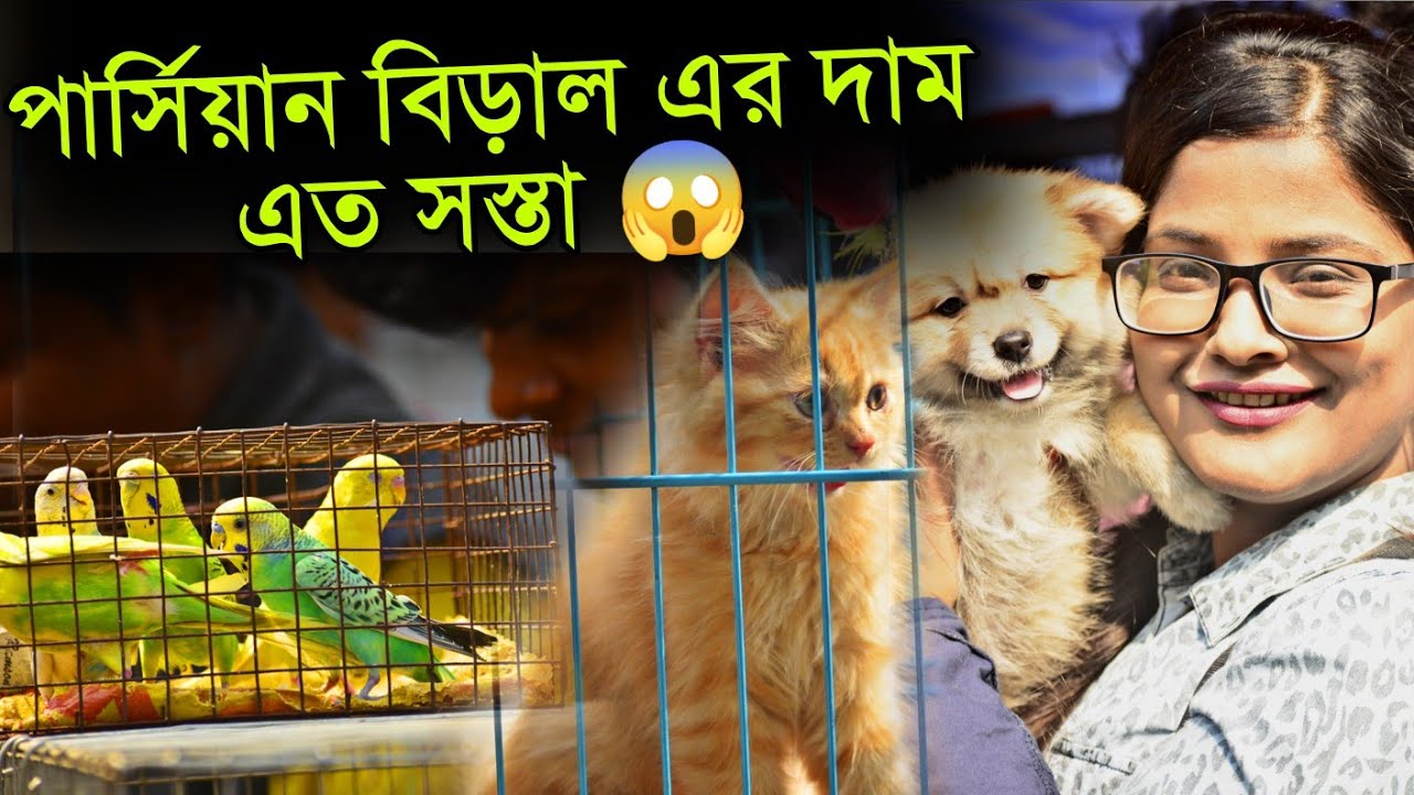 Dankuni Pet Market Price Update | Dankuni Pet 🐕 Market | Dankuni Fish 🐟 ...