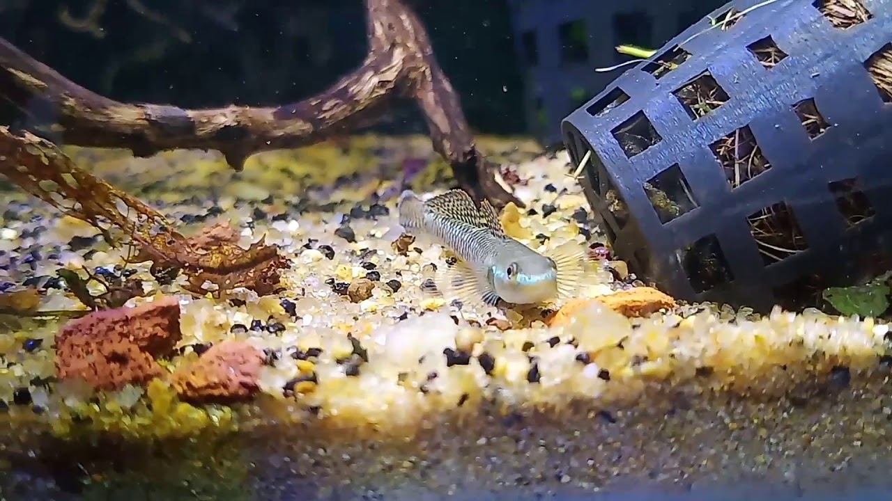 Freshwater Rainbow Goby - YouTube