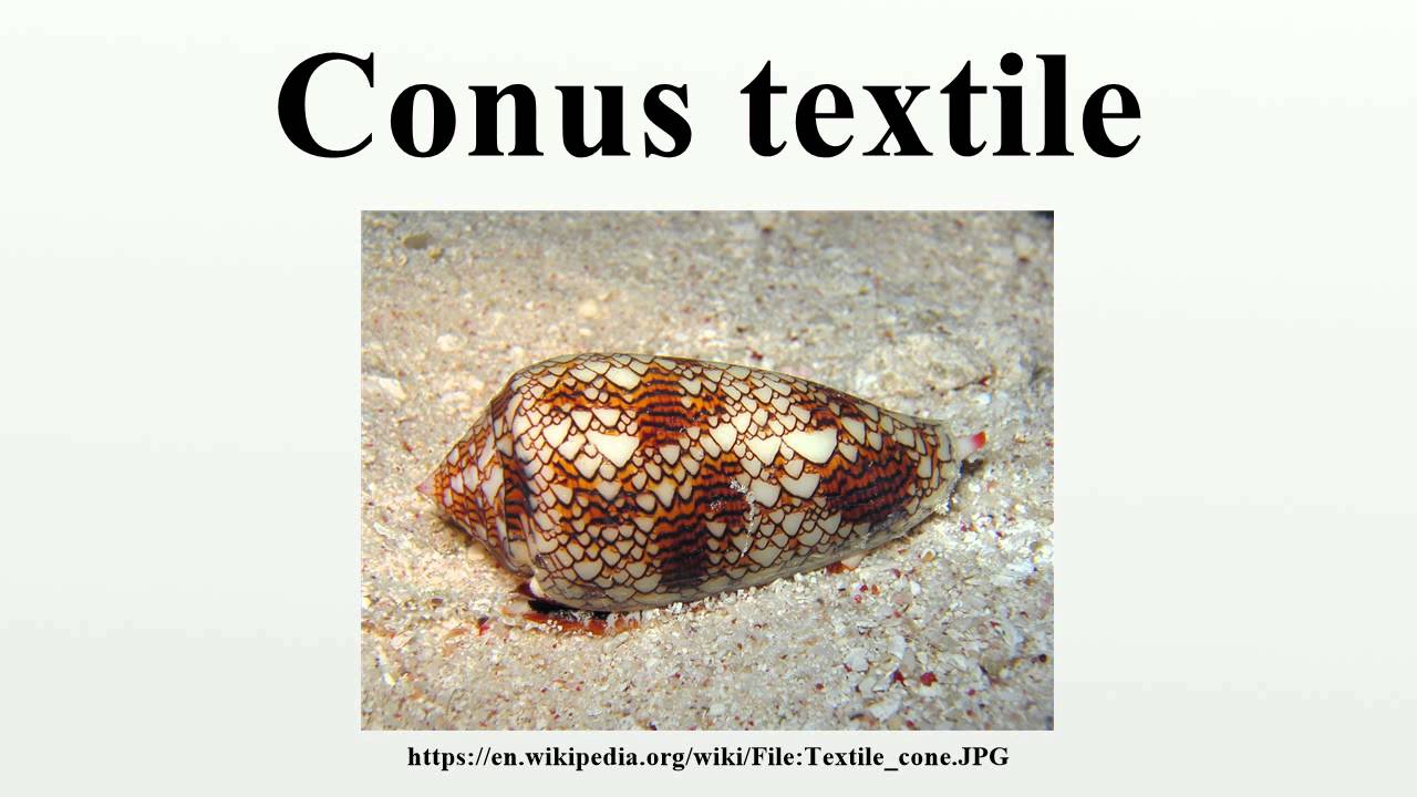 Conus textile - YouTube