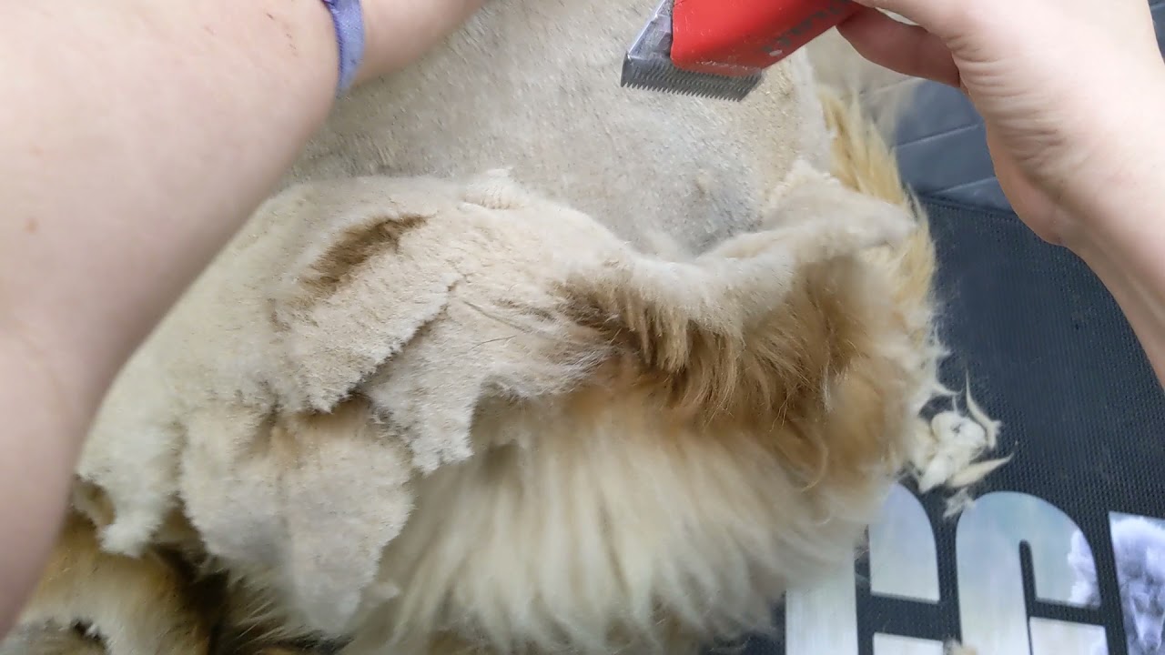 Aesculap Durati cordless Clipper verses a matted Leonberger - YouTube
