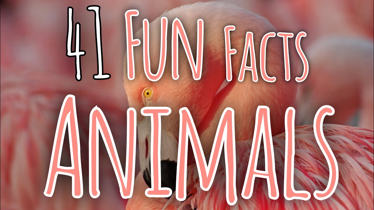 🦩Did you know these funky animal facts?🦩 - YouTube