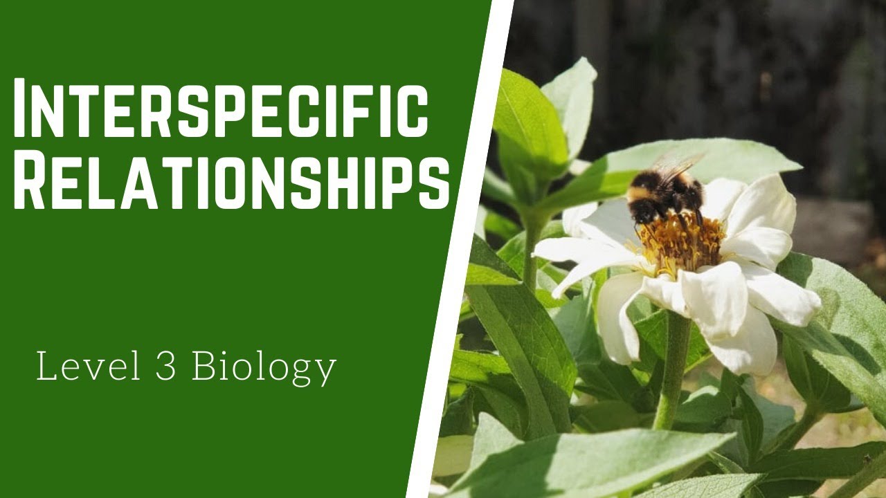 Interspecific Relationships | Year 13 Biology Stream - YouTube