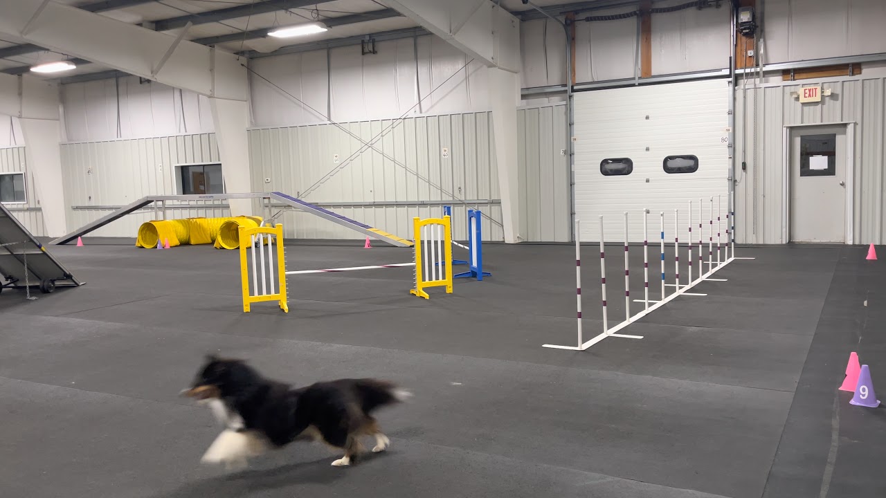 Dash - running dog walk to weaves - YouTube