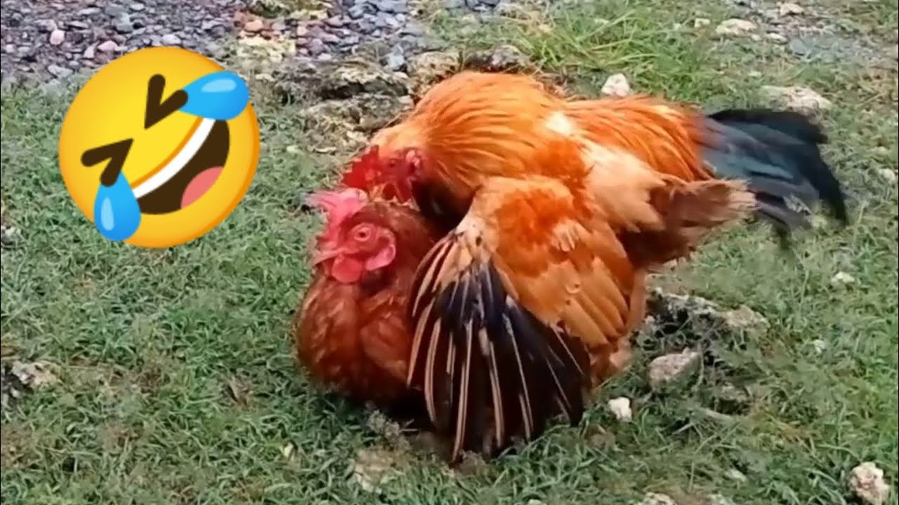 the funniest moments of the little rooster & the big hen part 64 - YouTube