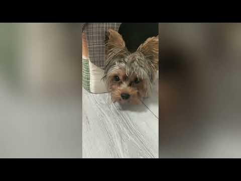 собака луна первый раз на ютубе - YouTube