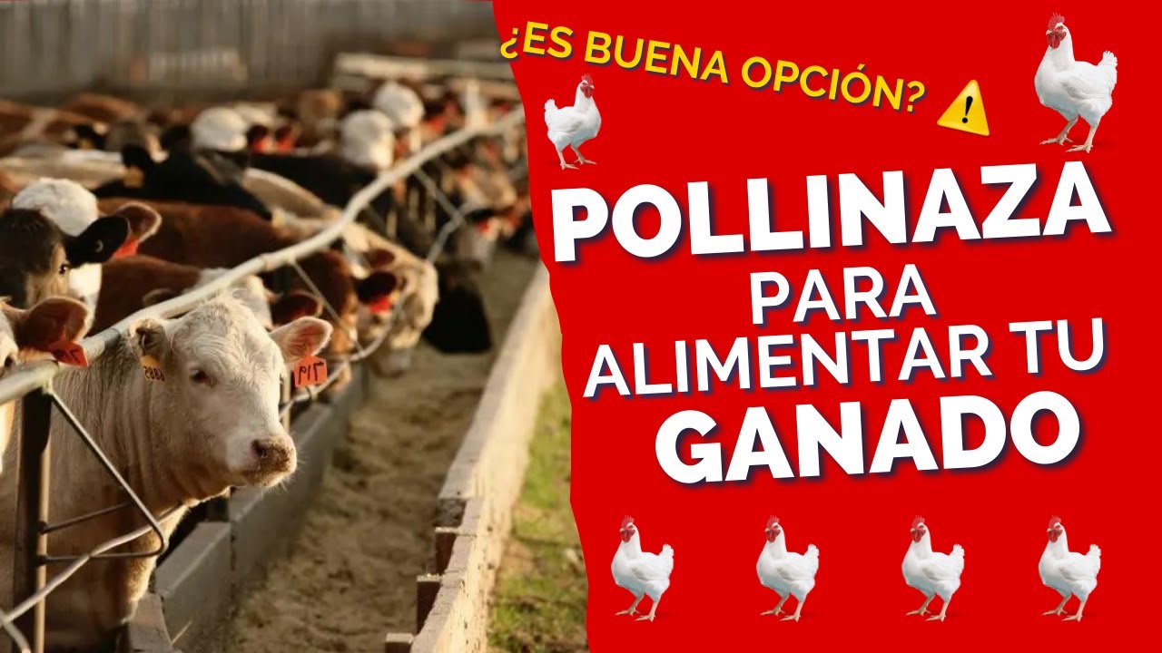 🚨 POLLINAZA PARA ALIMENTAR TU GANADO 🚨: ¿LA SIGUES USANDO? | ¿QUÉ ES LA ...