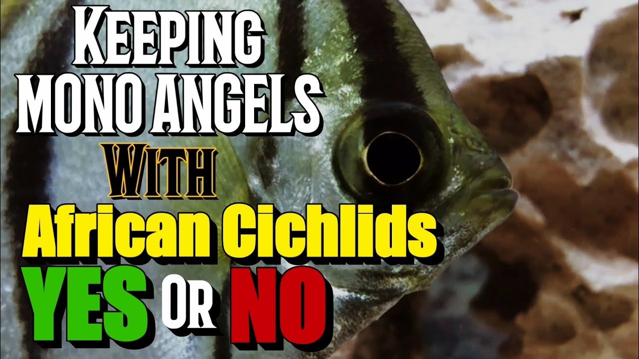 Mono Angel Monodactylus Sebae with African cichlids - YouTube