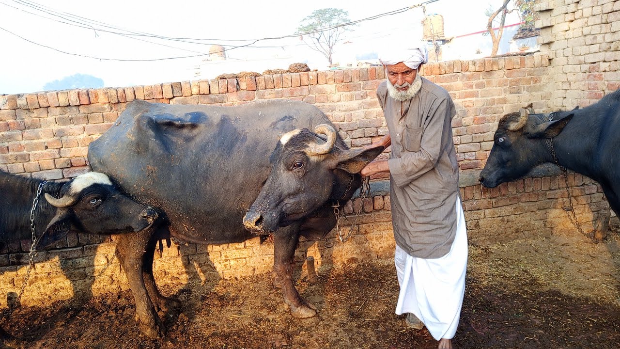 Buffalo morning routine drink water. Buffalo care with daily vlog ...
