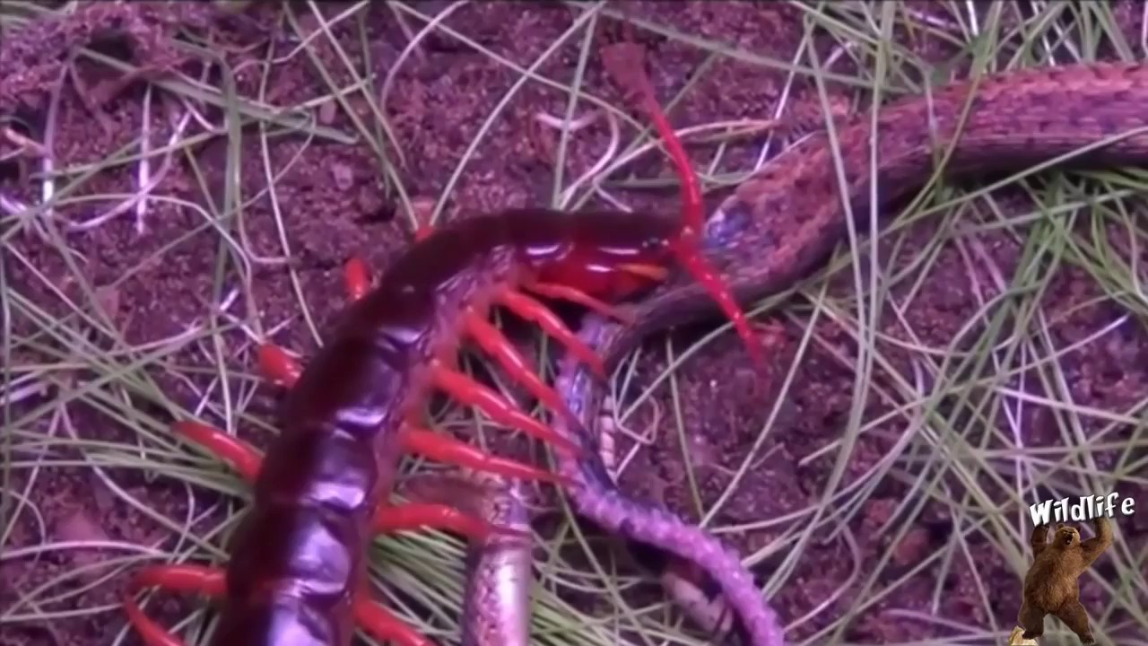 Snake Vs Giant Centipede Watch Unseen Videos Wildlife HD - YouTube