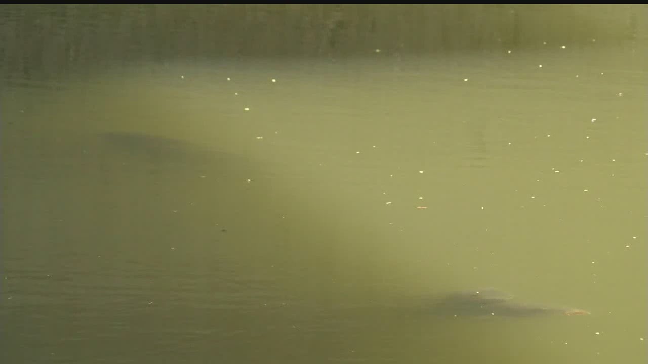 EPA releases fish advisories for Mahoning River, other Ohio waterways ...