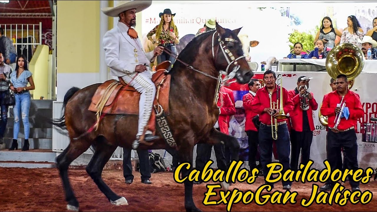 Caballos Bailadores en la EXPOGAN JALISCO [Caballos y Mas] - YouTube