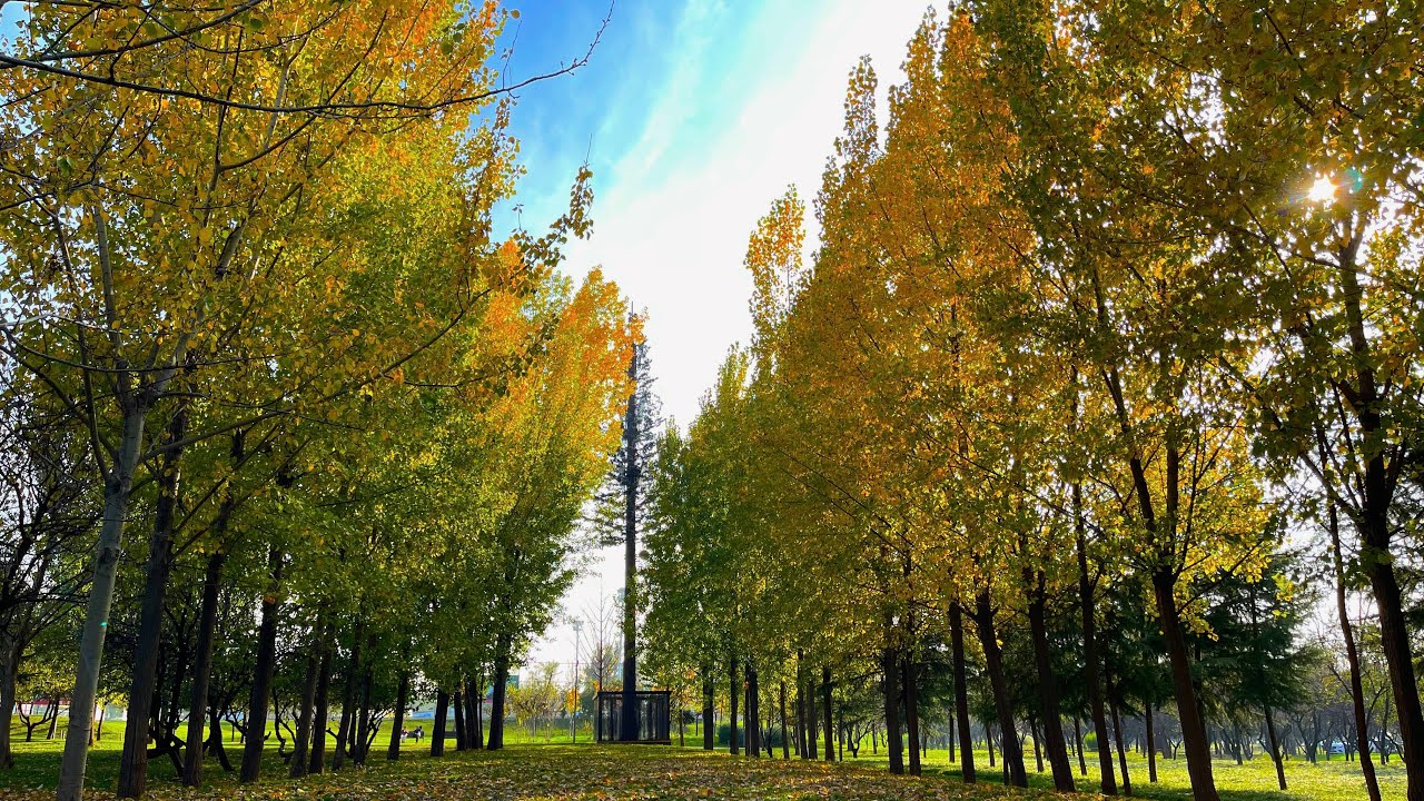 快入冬了，但这里的季节依旧难以辨认/It's almost winter, but the season here is still hard ...