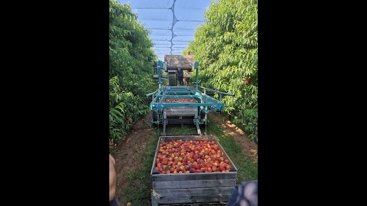 Darwin fruit harvesting system - efficient way to change the bin - YouTube