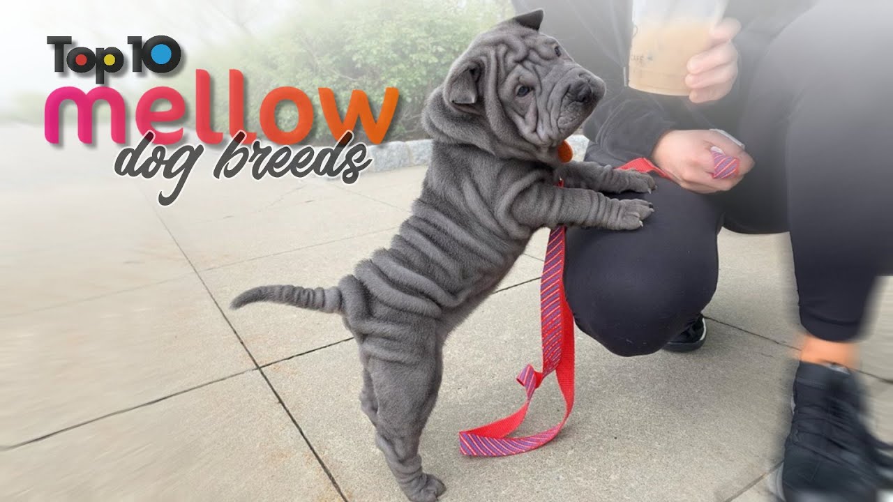 Top 10 Mellow Dog Breeds - YouTube