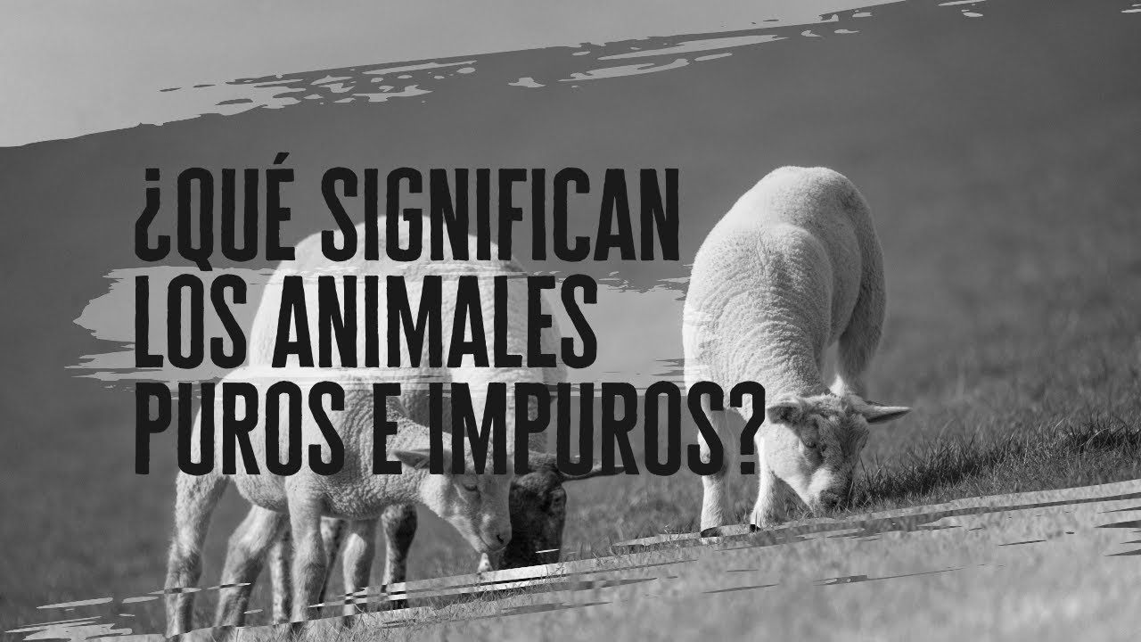 ¿Qué significan los animales puros e impuros? - Parte 1 - YouTube