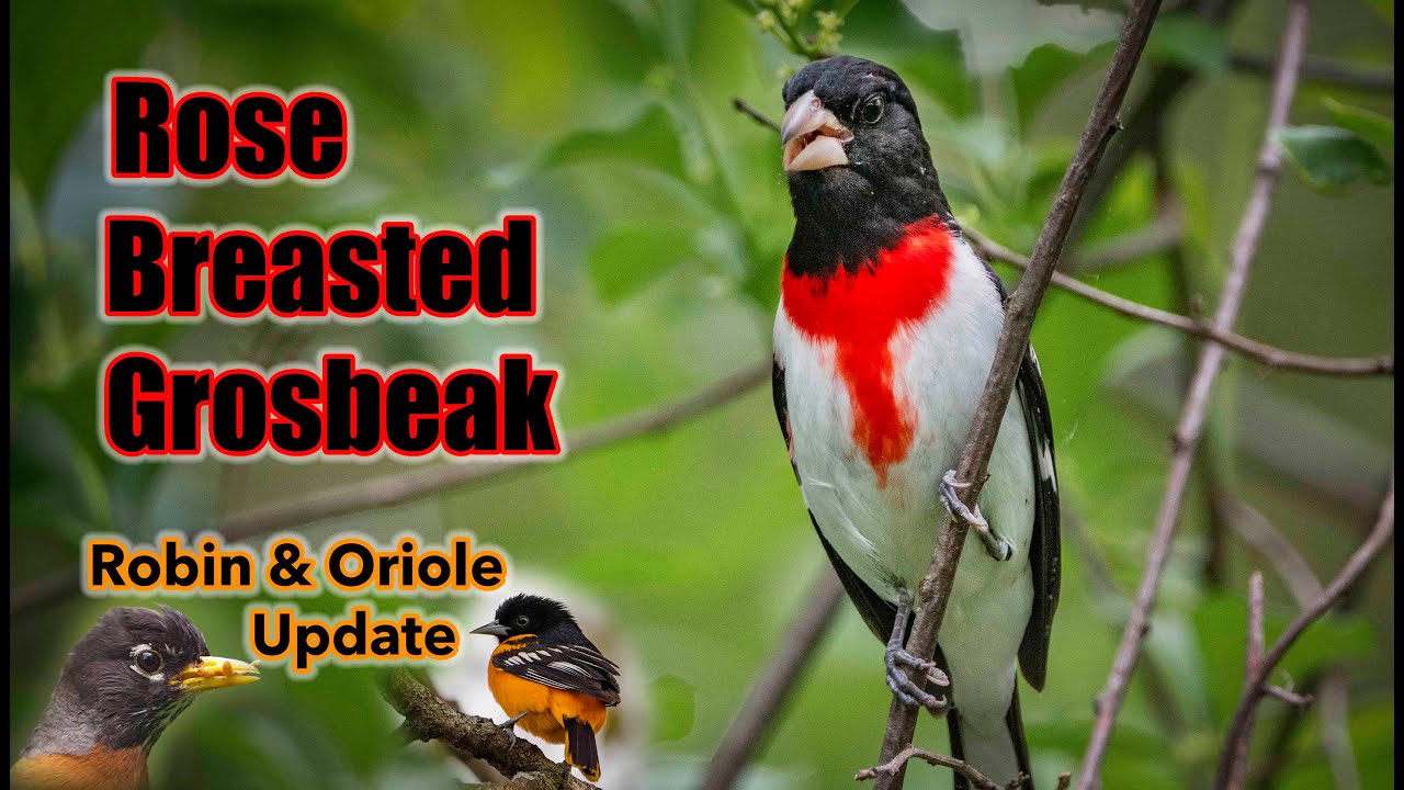 Red Breasted Oriole Bird