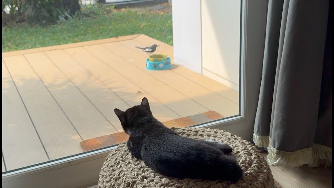 Watch the birds, Oreo! - YouTube
