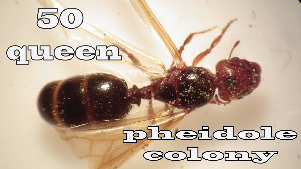 50 Queen Pheidole Update - YouTube