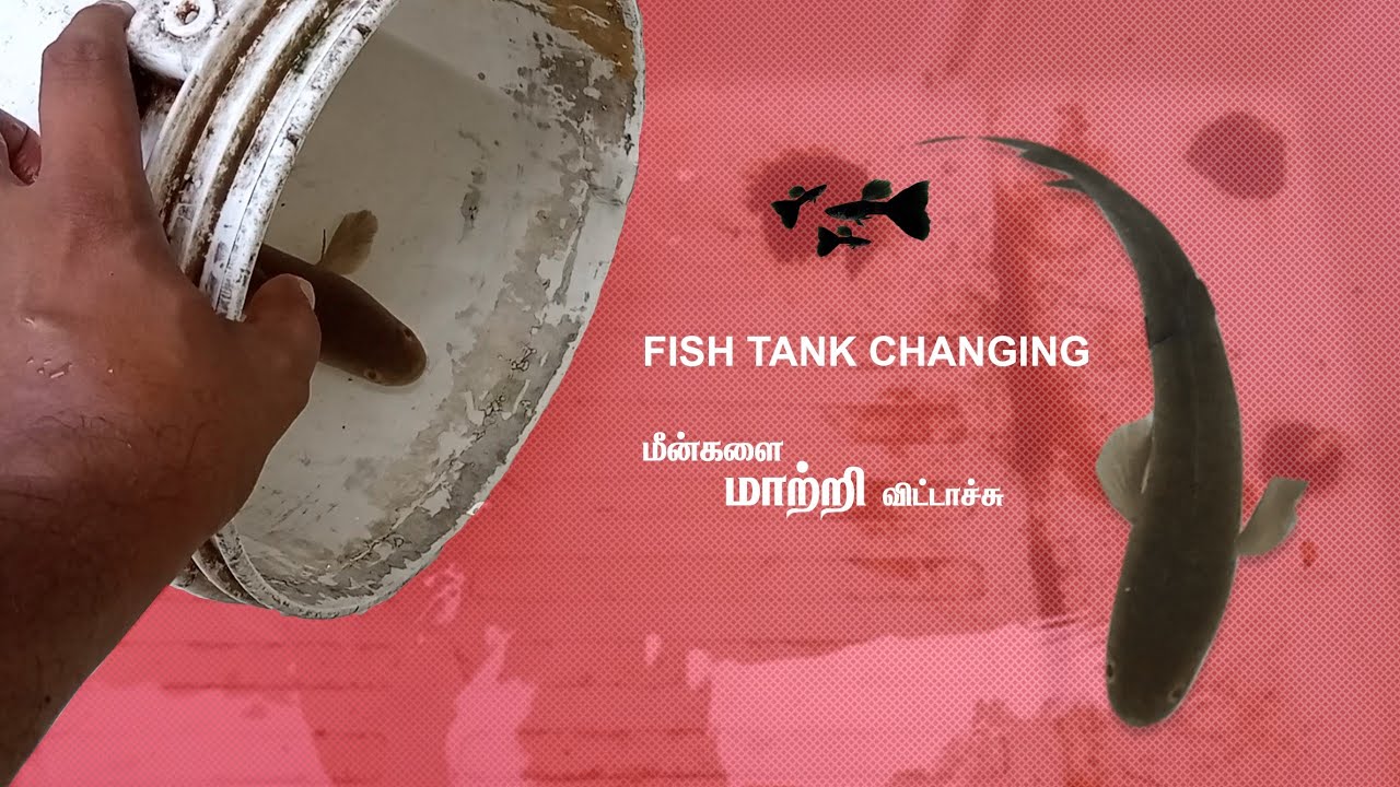 Fishtank Changing (Guppy Fish ) sanke head fish in fridge bix🤗 - YouTube